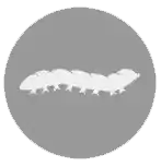 Regent 4 SC, insecticida para maíz, papa y agave. 1L - Rancho El Cuervo